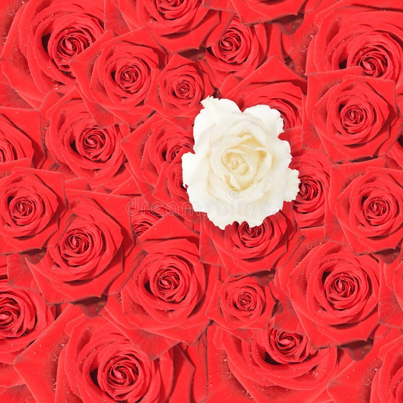 Colección De Rosas Rojas Con Un Blanco Foto de archivo - Imagen de rojo ...
