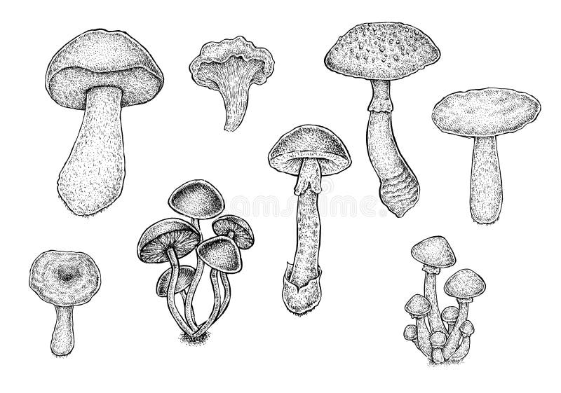 Colección De Setas Dibujadas Mano Blanco Y Negro Ilustración del Vector ...