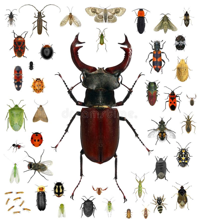 Colección del insecto foto de archivo. Imagen de objetos - 73682320