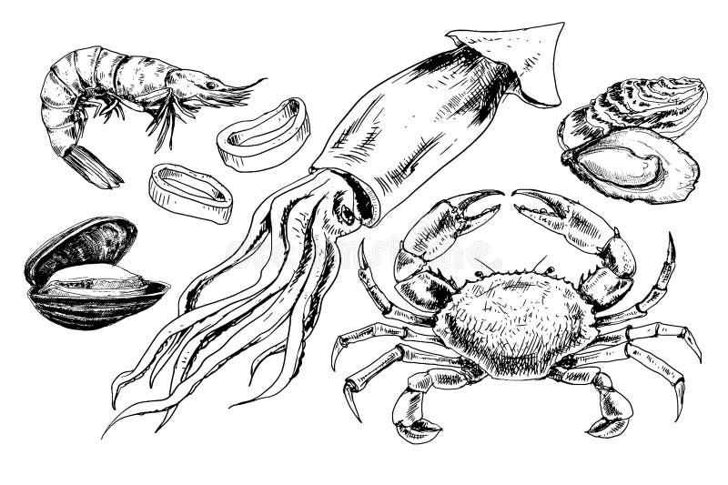 Colección Dibujada Mano De Los Mariscos Ilustración del Vector ...