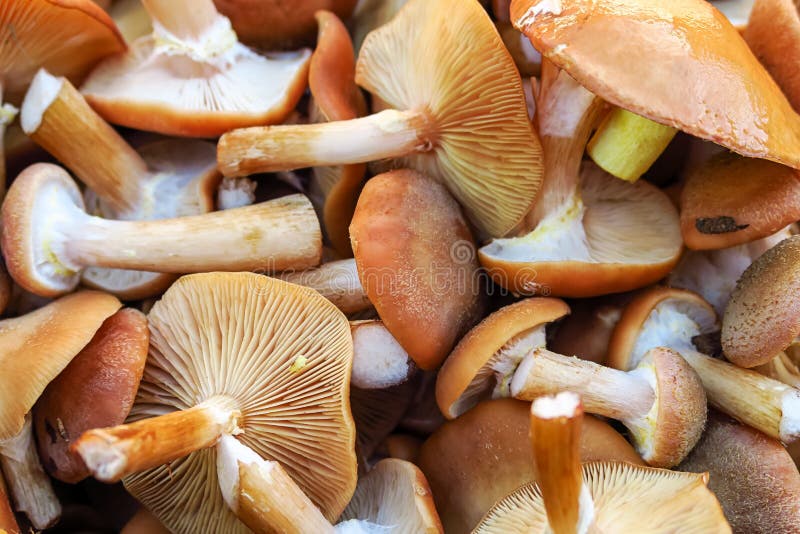 Colecta de hongos foto de archivo. Imagen de travieso - 261198352
