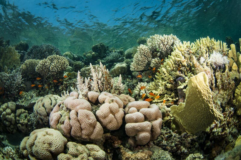 Collection of Different Coral in the Red Sea Stock Photo - Image of ...
