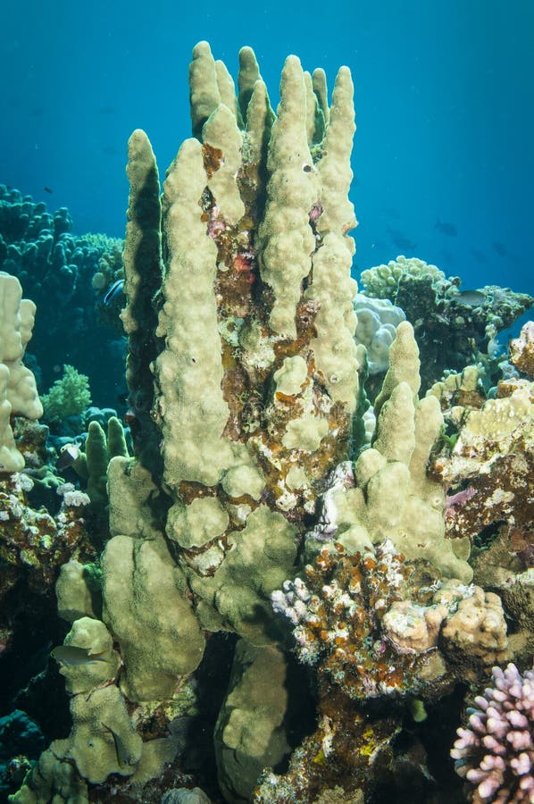 Collection of Different Coral in the Red Sea Stock Photo - Image of ...