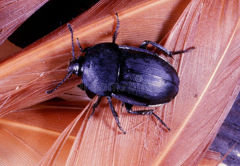 Coleopter rojo y negro foto de archivo. Imagen de rayas - 120186714