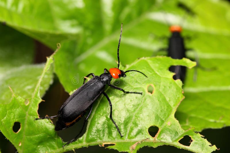 Coleoptera Beetle stock photo. Image of orange, wilderness - 6111132