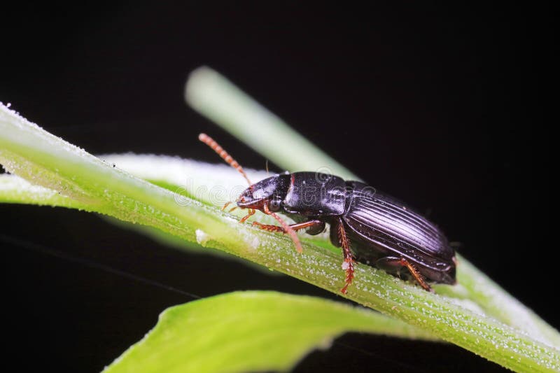 Coleoptera Carabidae Insects in Nature Stock Image - Image of animal ...