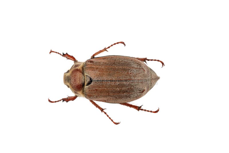 Coleoptera Class Insect, May Beetle, Crunch, Clipping Isolate on a ...