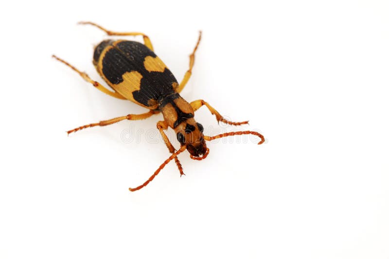 Coleoptera Insects on a White Background Stock Image - Image of natural ...