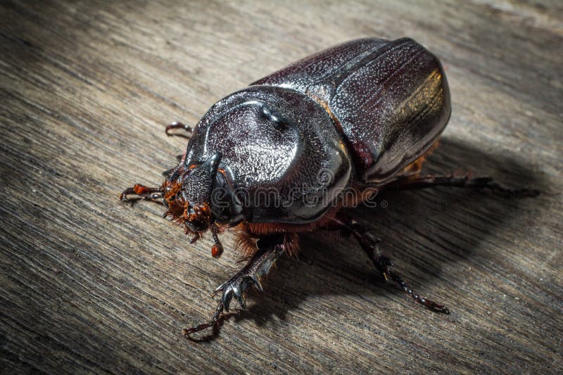 Coleoptera stock photo. Image of scarabaeidae, argentinian - 63661700