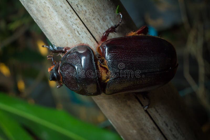 Coleoptera stock image. Image of scarabeidae, rain, bugs - 63661897