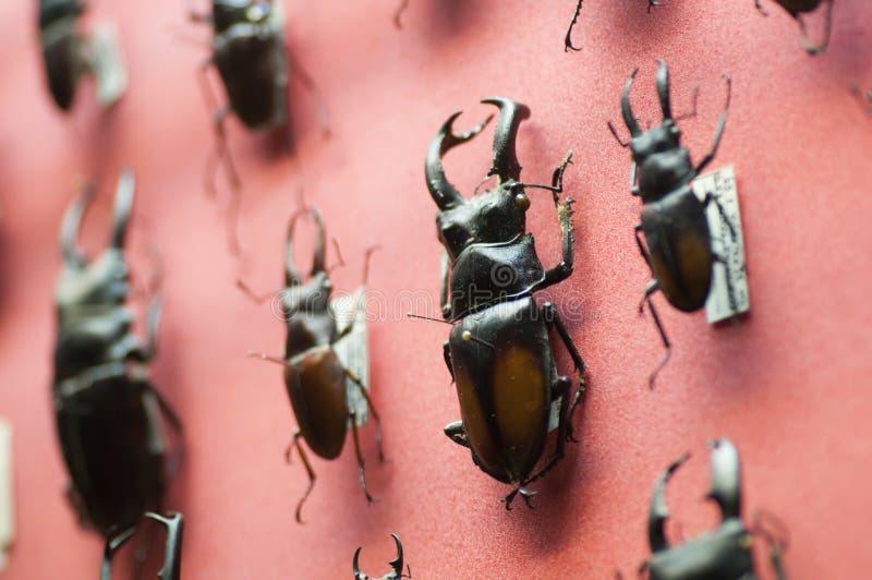 Coleopteron insects stock photo. Image of nature, lucanids - 16409652