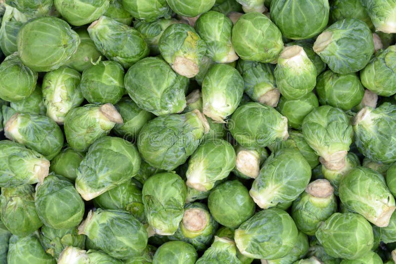 Árbol De Las Coles De Bruselas Imagen de archivo - Imagen de grupo ...