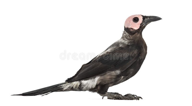 Coleto Starling, Sarcops Calvus, Black Bird in the Forest Habitat ...