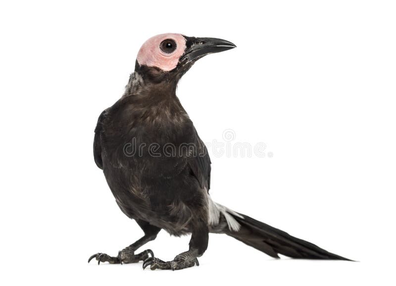 Coleto Starling, Sarcops Calvus, Black Bird in the Forest Habitat ...