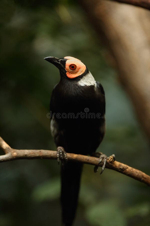 Coleto Sarcops Calvus is a Starling Species in the Monotypic Genus ...
