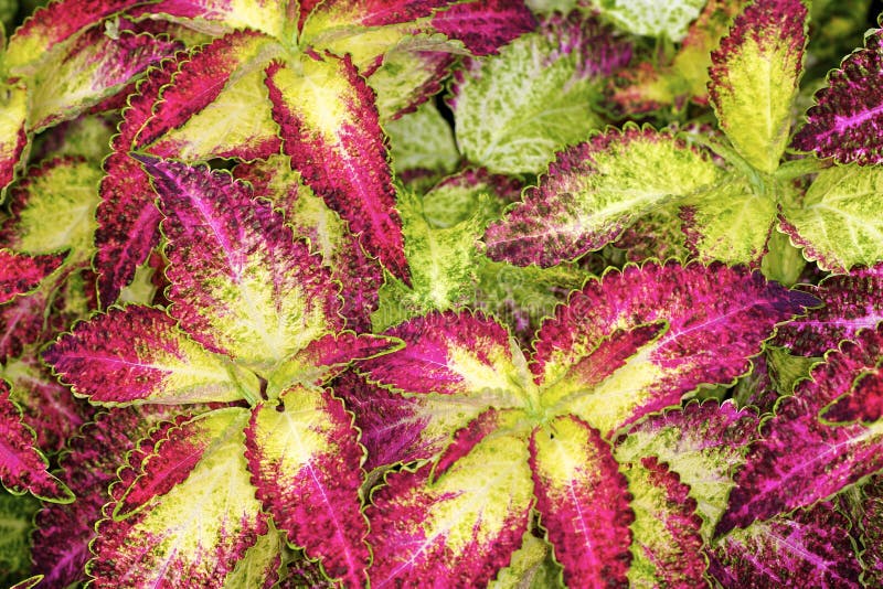 Yellow coleus leaves stock image. Image of seasonal, summer - 44502741
