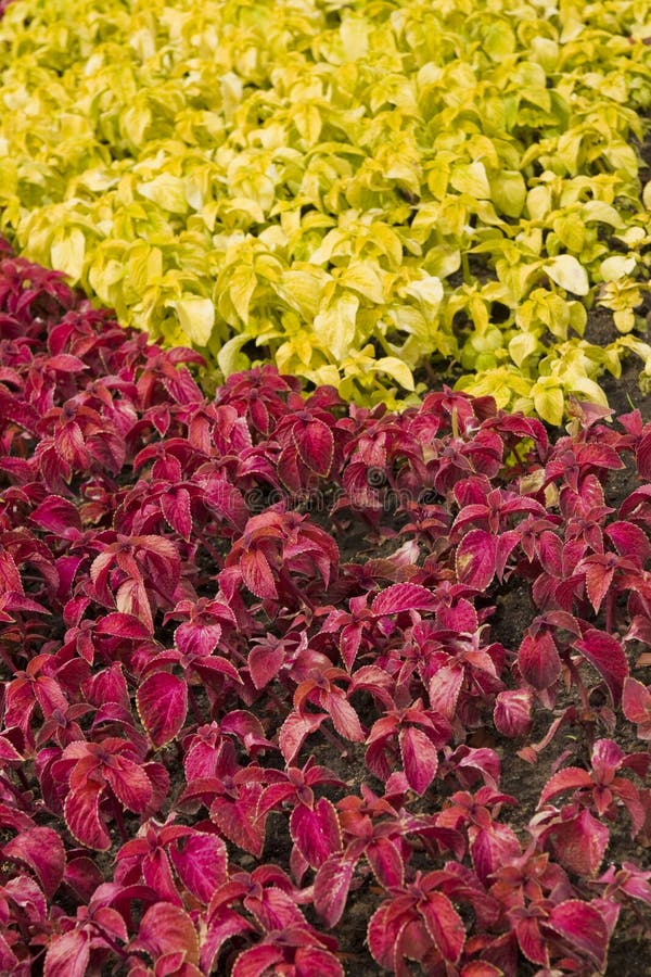 Coleus stock photo. Image of coleus, yellow, gardening - 20736590