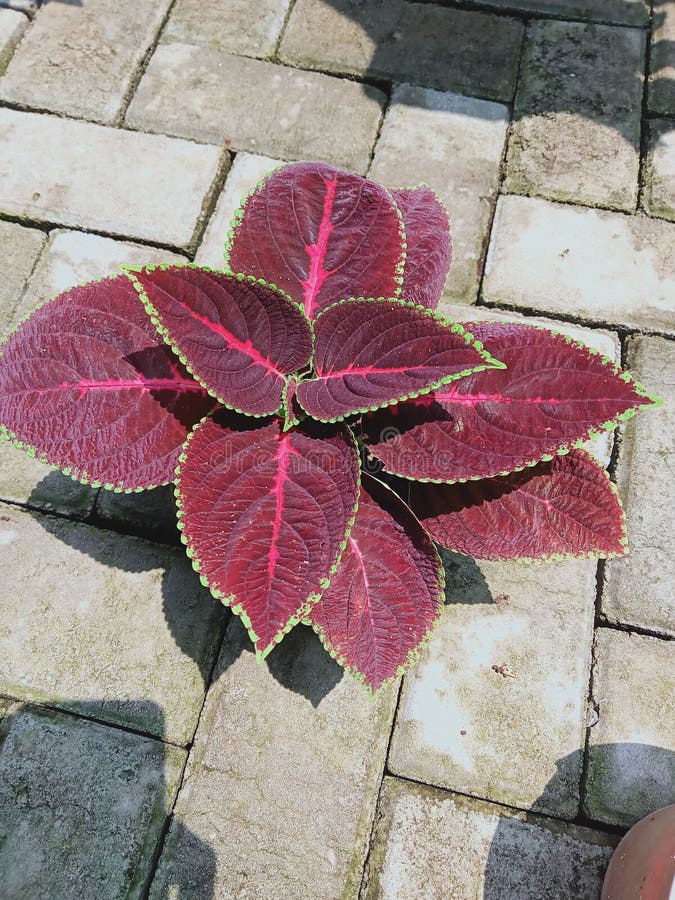 Coleus Atropurpureus Flower Stock Photo - Image of coleus, colour ...