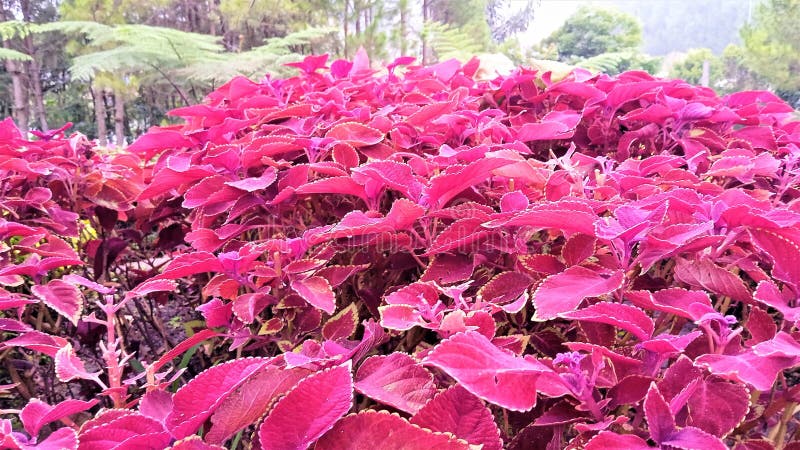 Coleus atropurpureus stock image. Image of herb, tree - 353022775