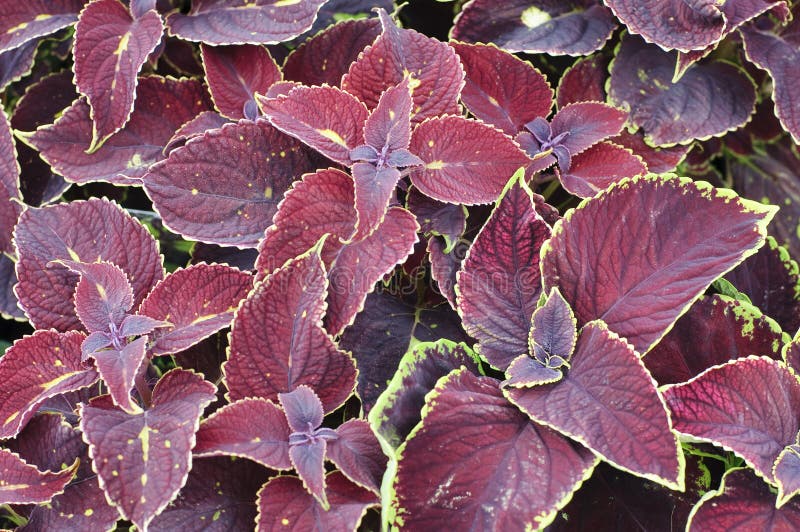 Coleus Blumei Plectranthus Scutellarioides. Name of the Plant Variety ...