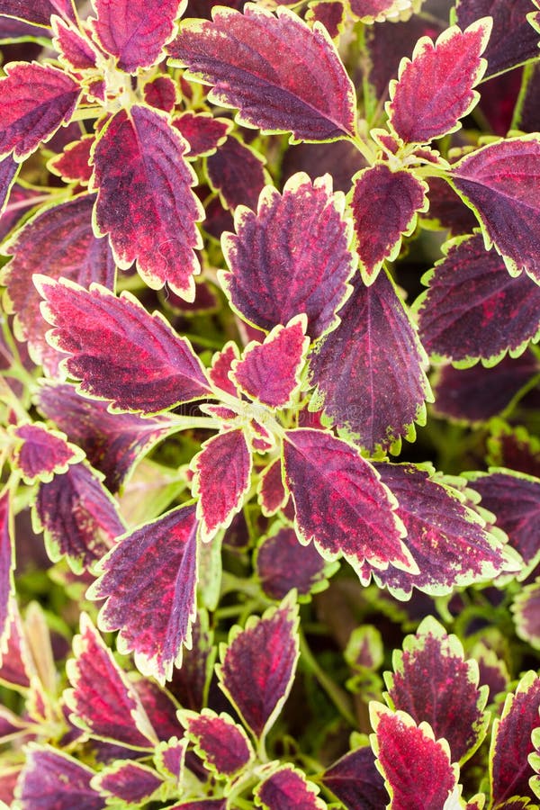 Coleus blumei with flower stock image. Image of blumei - 44963881