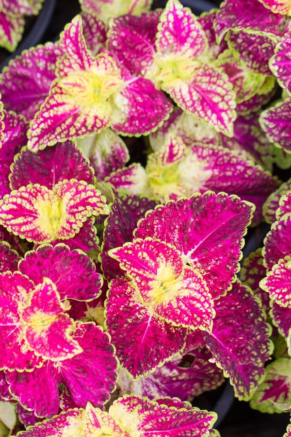 Coleus blumei stock photo. Image of plant, colorful, botanical - 33532184