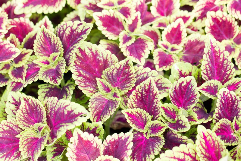 Coleus blumei stock photo. Image of nature, mint, pattern - 33532240
