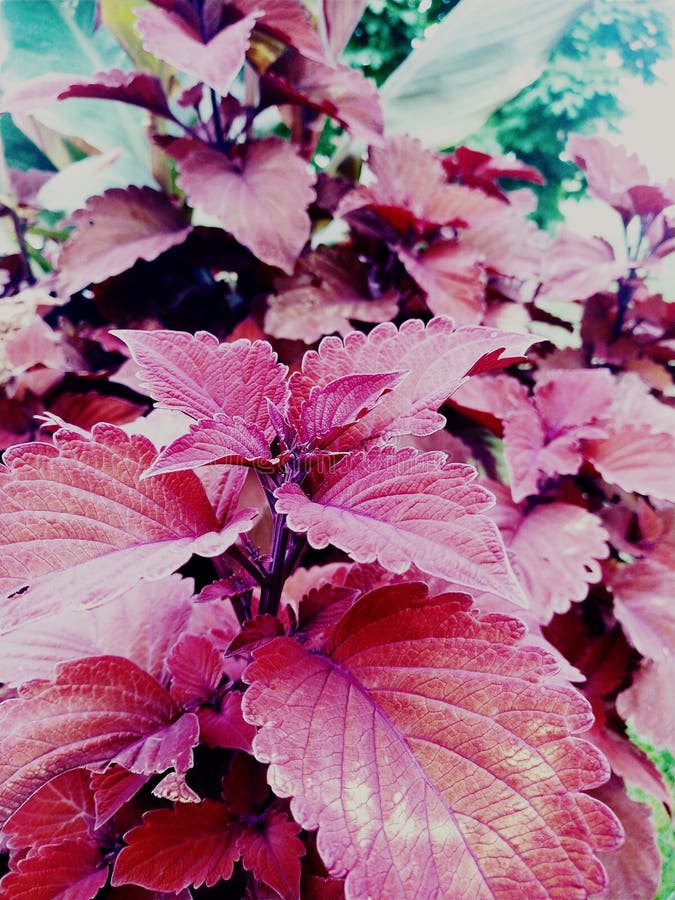 Coleus Blumei stock photo. Image of coleus, plant, pink - 253197564