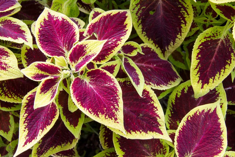 Variegated Coleus Leaves stock photo. Image of variegated - 27413822