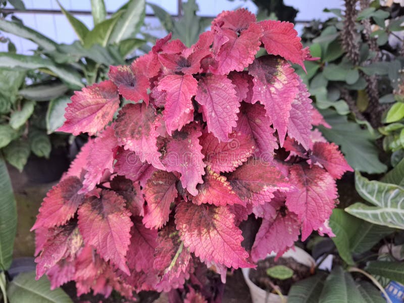 Coleus or dilem stock image. Image of shrubs, dilem - 330390903