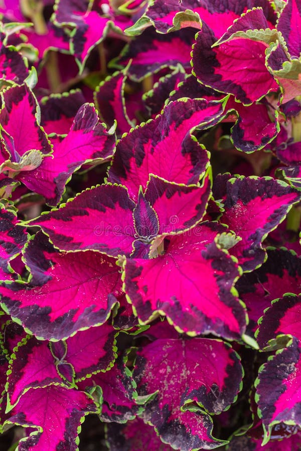 Fancy Coleus stock image. Image of colorful, botany, foliage - 24188605