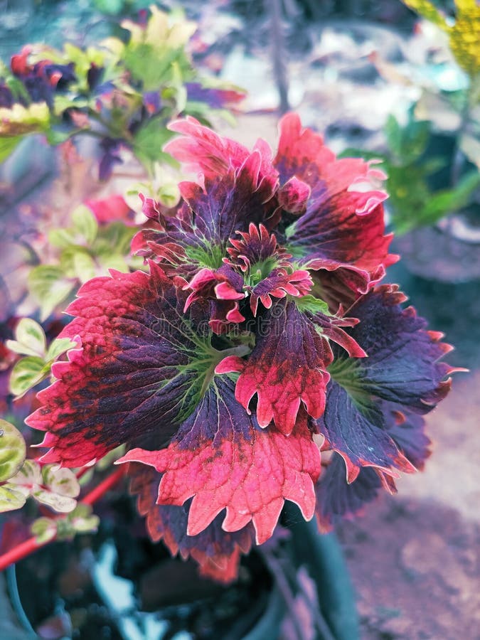 Coleus Flower in All Its Beauty Stock Image - Image of beauty, flower ...