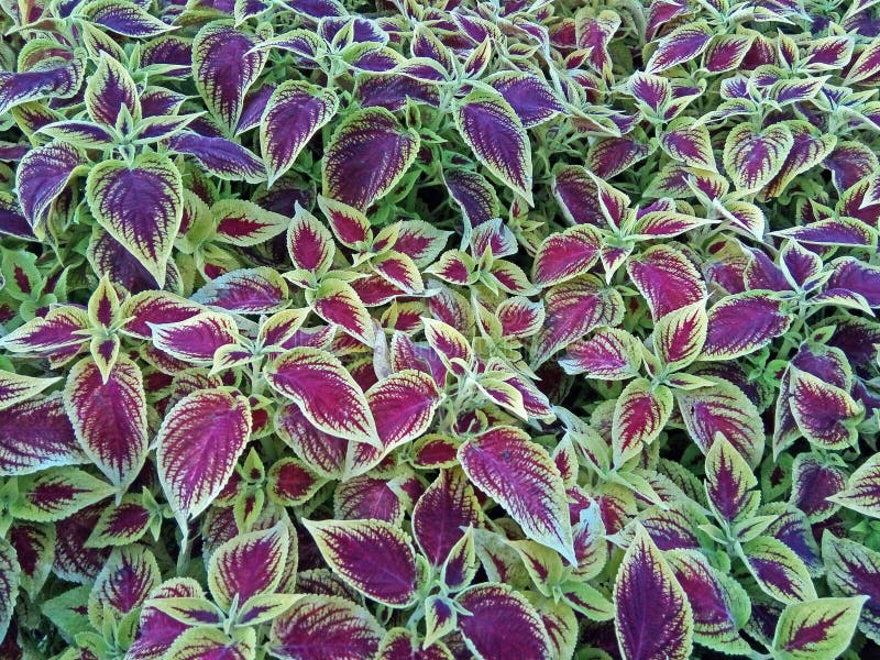 Coleus Flower in Baia Mare, Romania Stock Image - Image of plants, mare ...