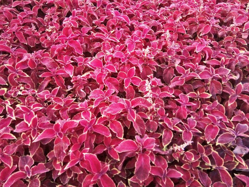 Coleus Flower in Baia Mare, Romania Stock Image - Image of nature, baia ...