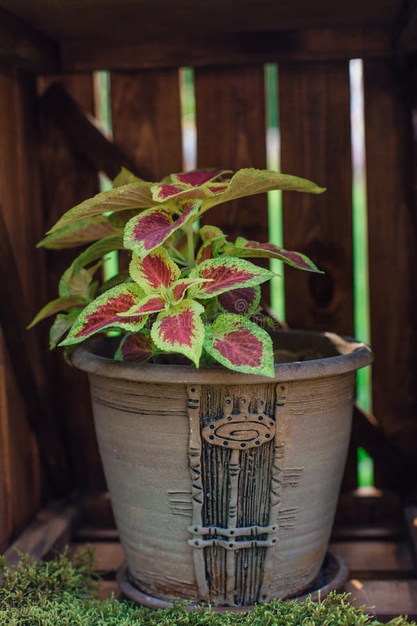 Coleus Flower with Red and Green Leaves in Ceramic Pot Stock Image ...