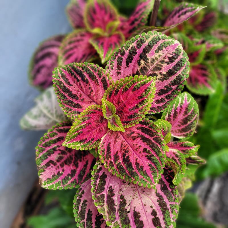 Coleus flowers plant stock photo. Image of plant, petal - 240059566