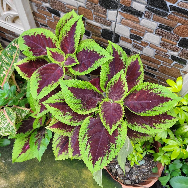 Coleus flowers plant stock photo. Image of pink, shrub - 240060008