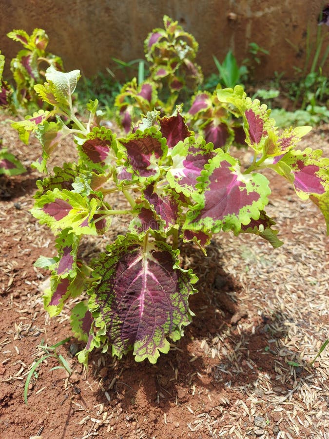 Coleus flowers in the yard stock photo. Image of plant - 269633448
