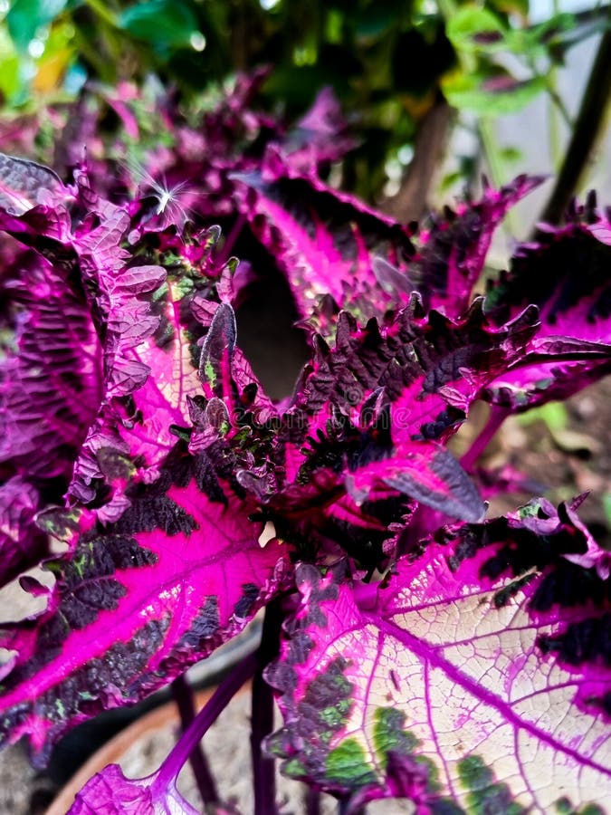 Coleus. Full Frame View of Purple and Green Coleus Rare Black Red Stock ...