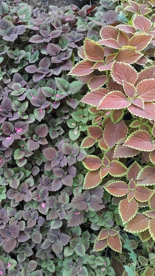 Coleus Garnet Robe in the Garden. Stock Image - Image of produce, lilac ...