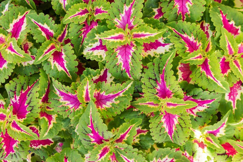 Coleus Green Background, Close-up Stock Image - Image of color, leaf ...
