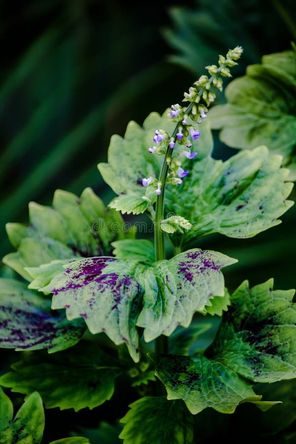 Coleus New buds stock image. Image of wildflower, produce - 266532001
