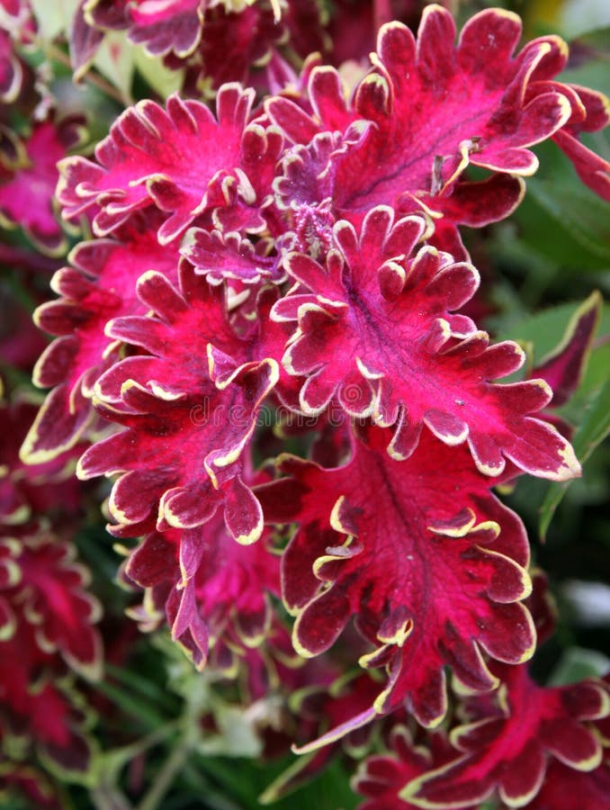 Coleus Ou Ortie Ornementale Image stock - Image du conteneurs, coloré ...