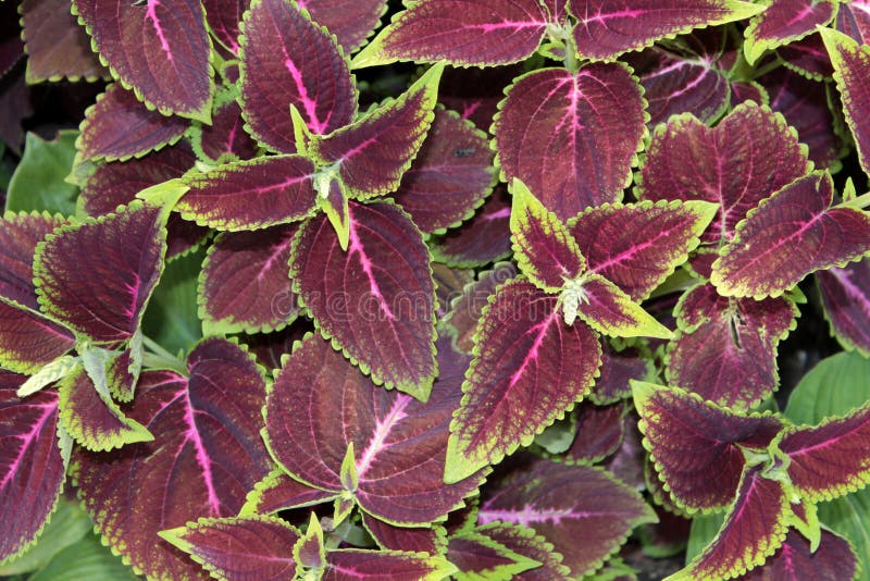 Coleus or Painted Nettle stock photo. Image of agriculture - 26504174