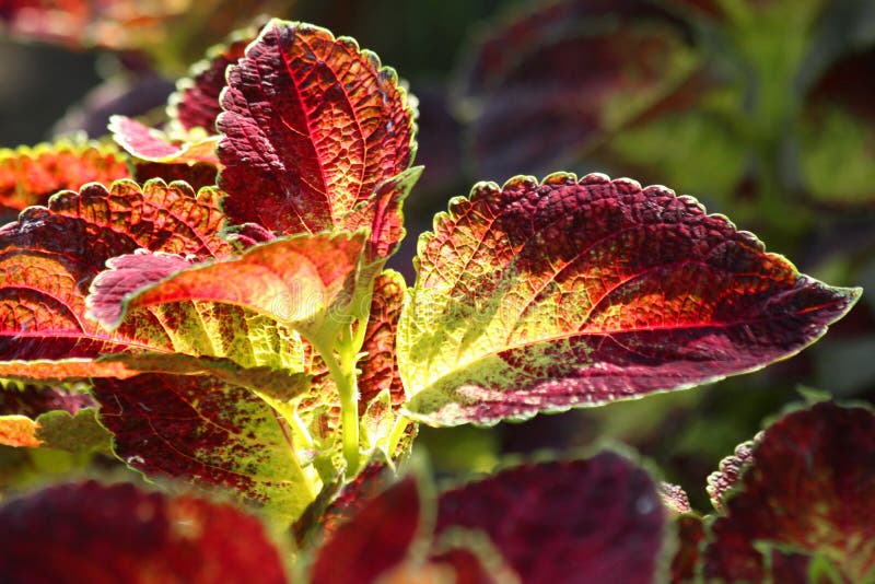 Coleus stock photo. Image of summer, summertime, beautiful - 96873788