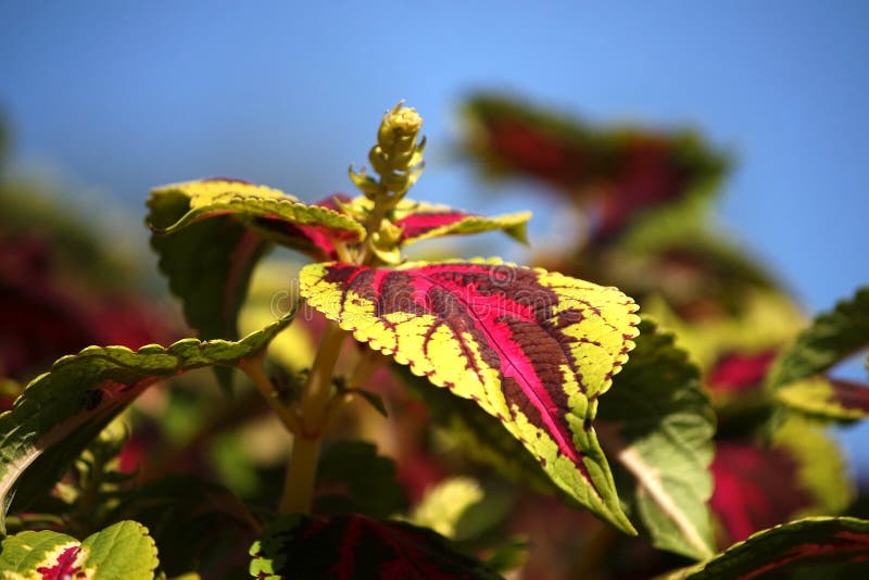 Coleus plant stock image. Image of bush, coleus, fall - 33797167