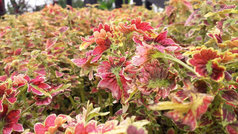 Coleus plant in the garden stock image. Image of tree - 255453031