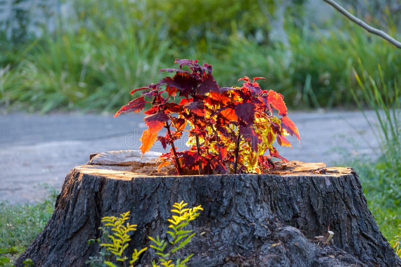 Coleus Plant with Red Leaves Grows in a Large Stump of a Sawn Tree ...