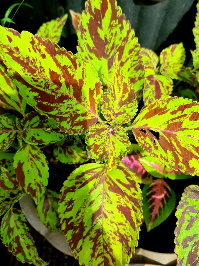 Coleus Plant Under Sun Light Stock Photo - Image of flower, plant ...