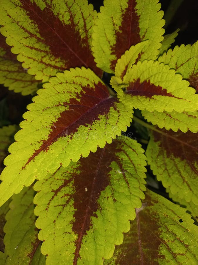 Coleus Plant Yellow Red Foliage Stock Image - Image of produce, herb ...